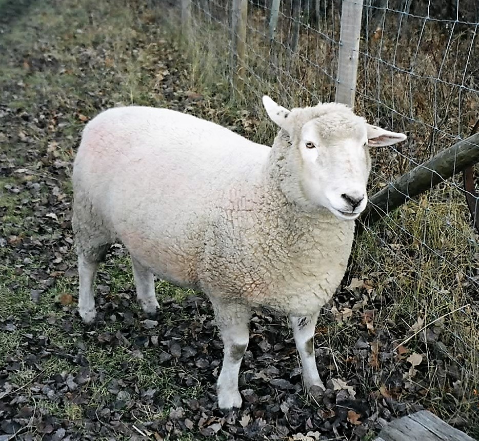 At the Lamb Post – Lorna Doolan