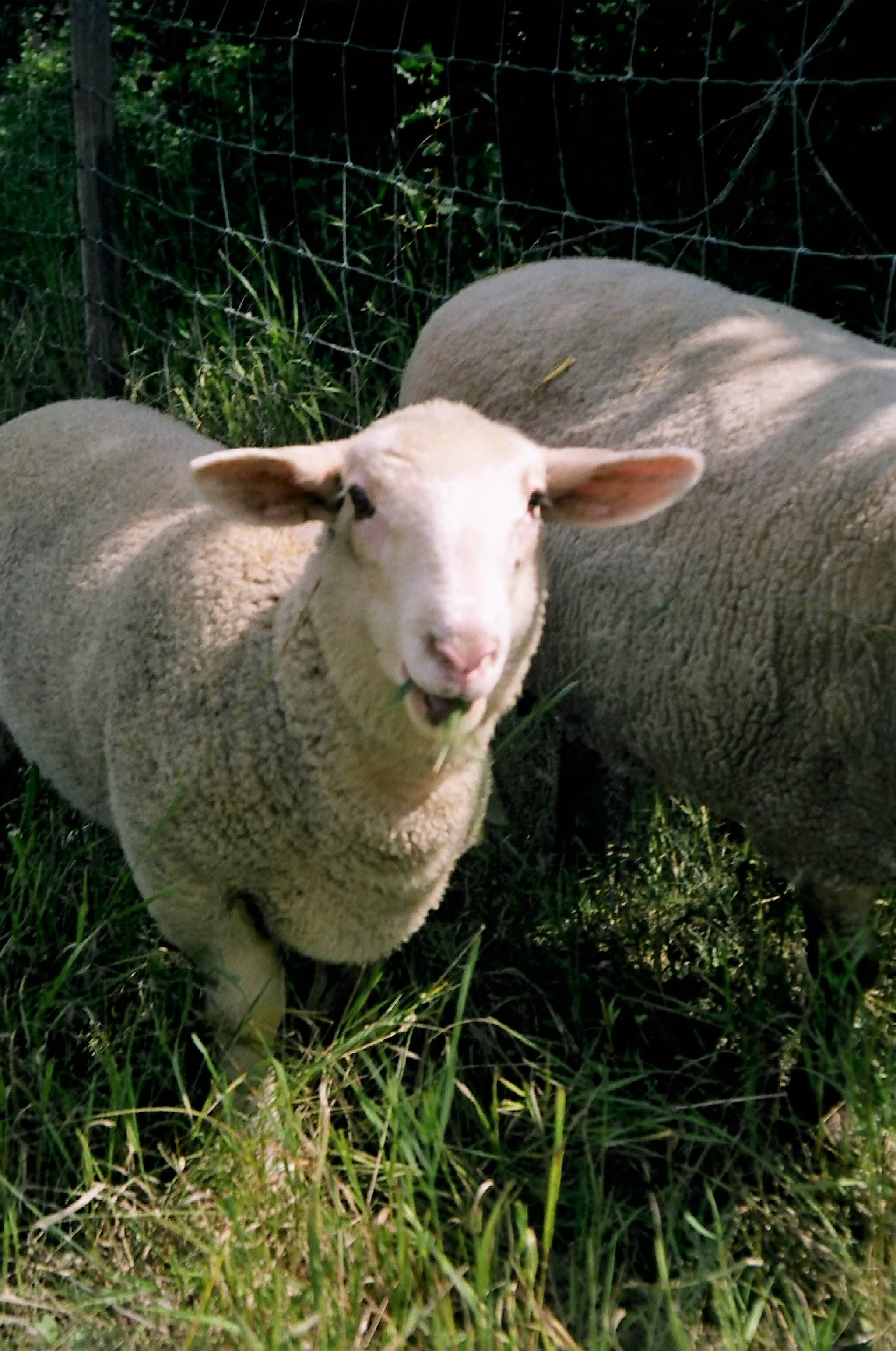 At the Lamb Post – Lorna Doolan