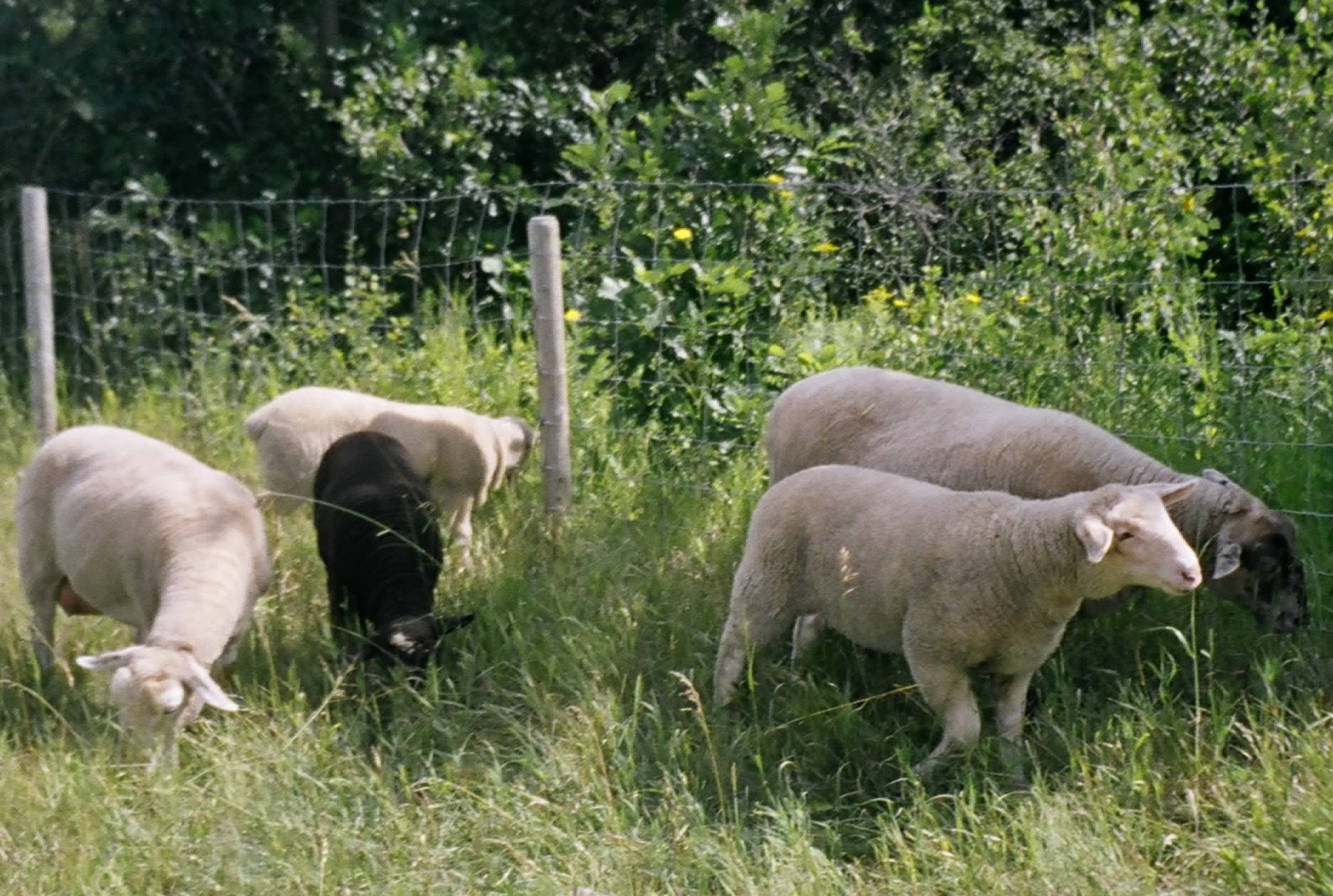 At the Lamb Post – Lorna Doolan