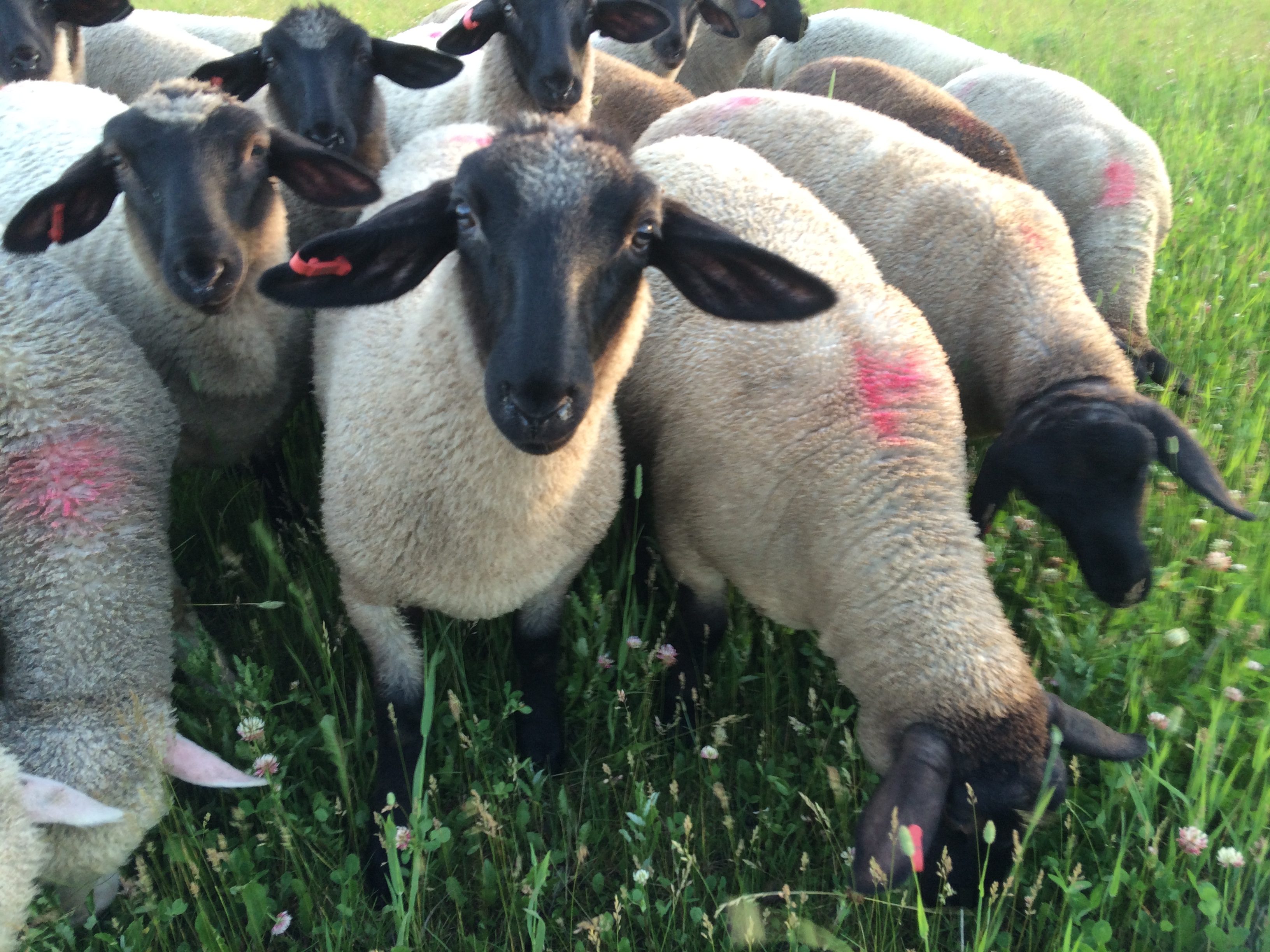 At the Lamb Post – Lorna Doolan