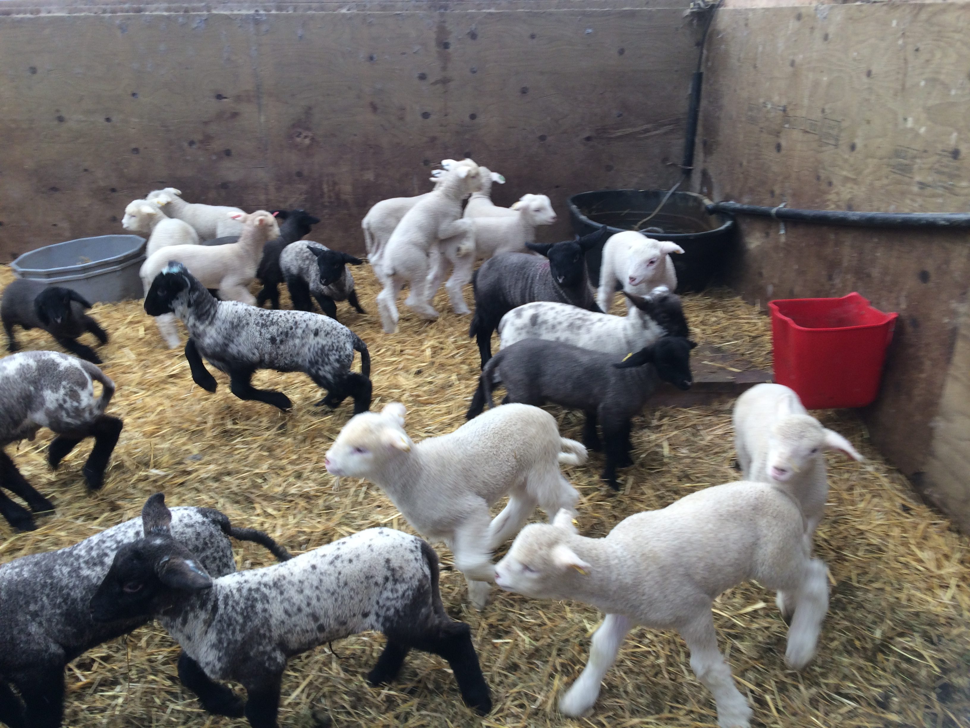 At the Lamb Post – Lorna Doolan